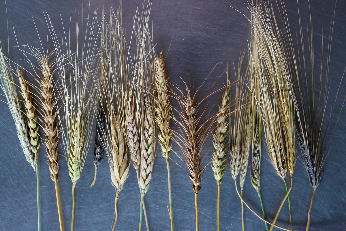 The 5 Key Benefits of Einkorn – Joseph's Organic Bakery