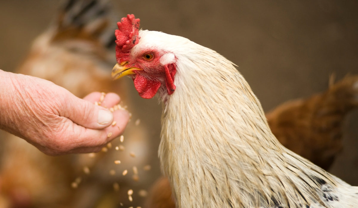 Animal Contraceptives Hormones & Antibiotics in Your Chicken Sandwich ...