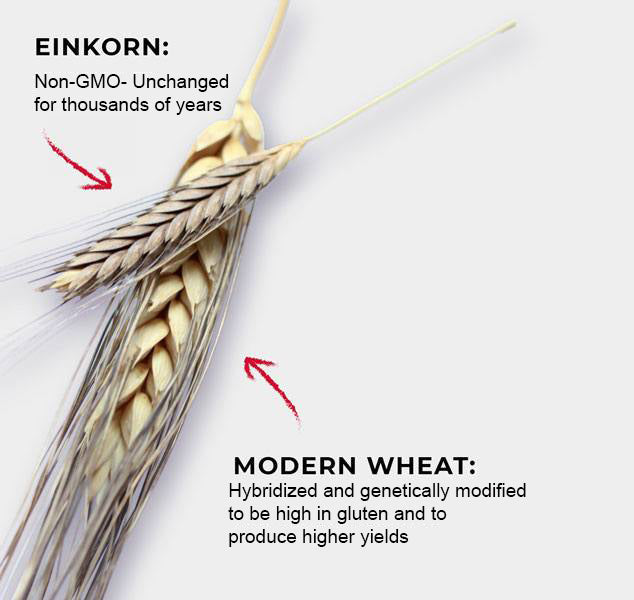 EINKORN FLOUR BEATS MODERN WHEAT – Joseph's Organic Bakery
