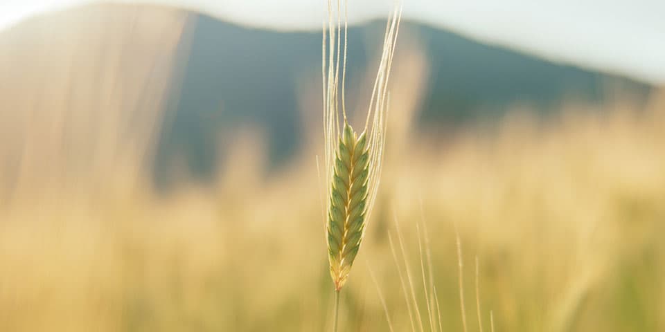 Einkorn: The Mighty Ancient Grain Making a Comeback – Joseph's Organic ...