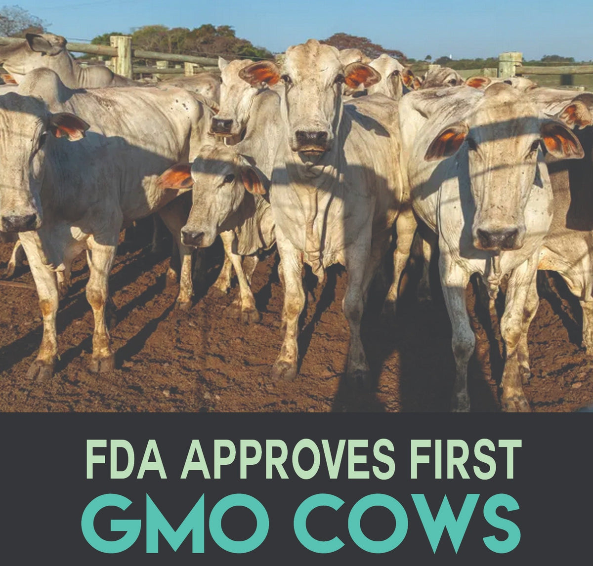 GMO Cows Approved for Sale In the United States – Joseph's Organic Bakery