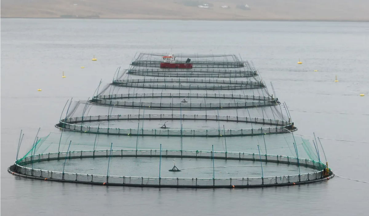"Wild Caught" is a scam: Fish Farms are contaminating our Oceans and ...